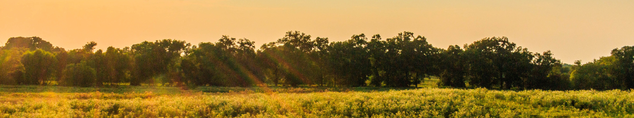 Amy Tabor - United Country Real Estate H5 Auction & Realty | Crexi